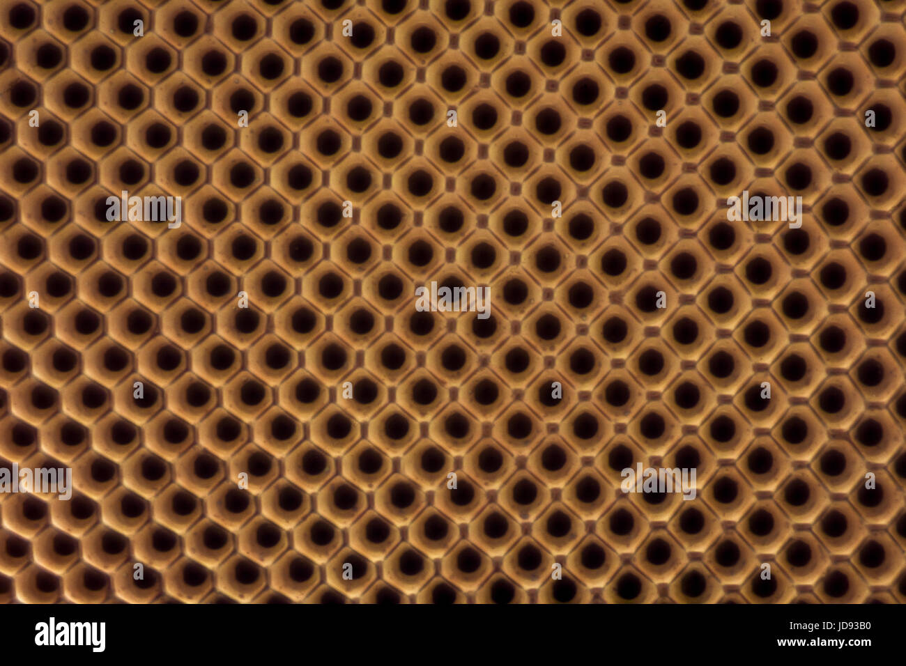 Extreme magnification - Fly compound eye under the microscope Stock ...