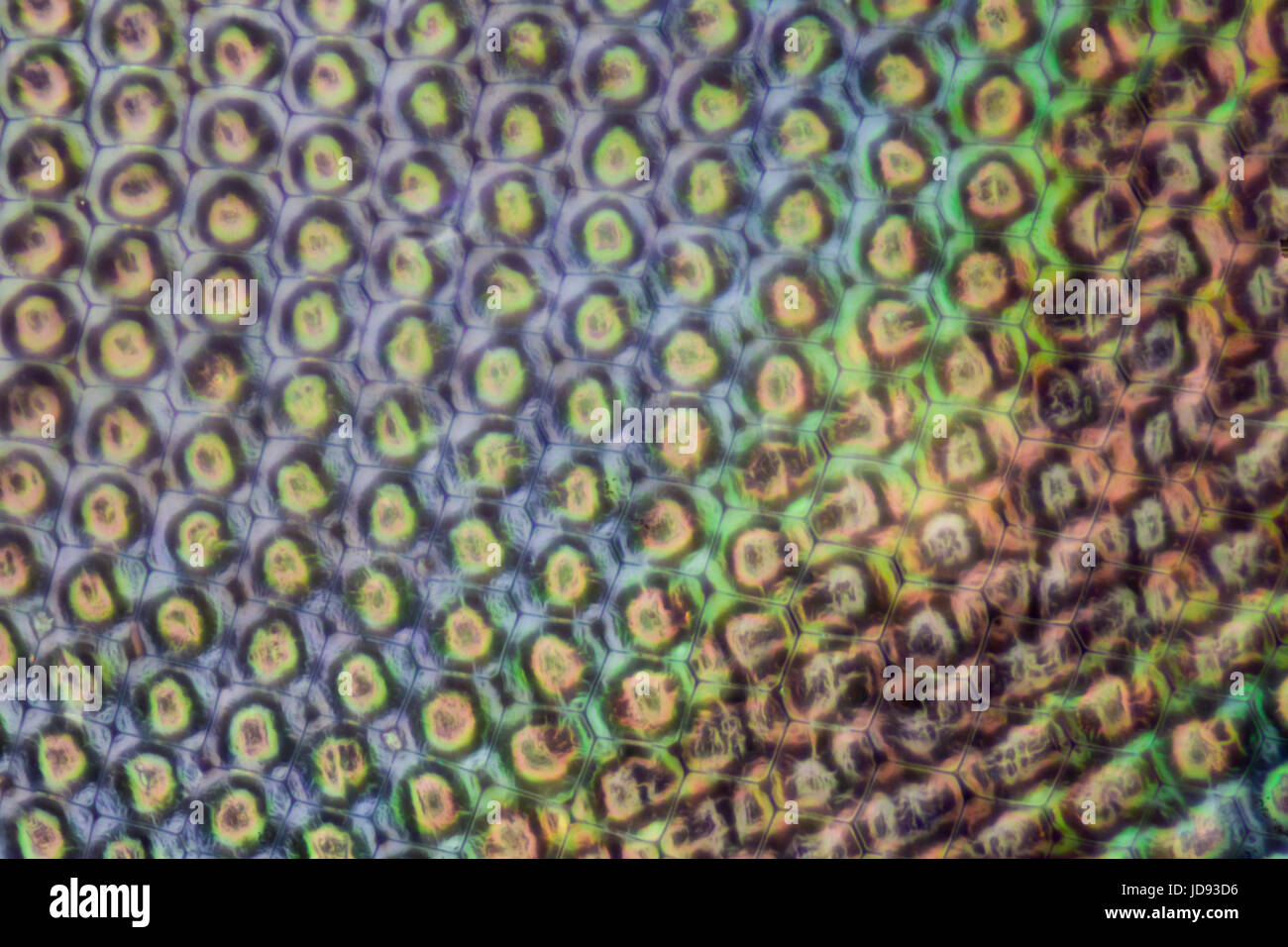 Extreme magnification - Horse fly compound eye under the microscope ...