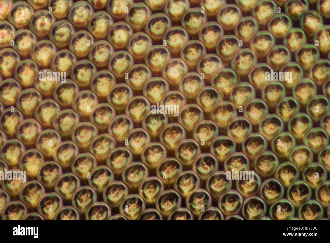 Extreme magnification - Horse fly compound eye under the microscope ...