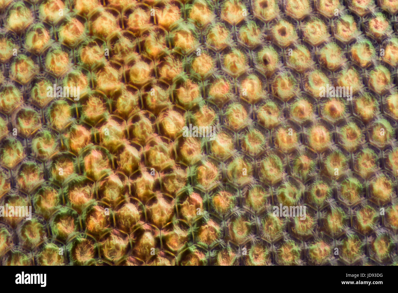 Extreme magnification - Horse fly compound eye under the microscope ...