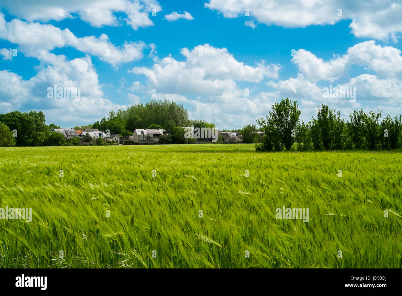 Wheat field in the countryside near Angers, France Stock Photo - Alamy