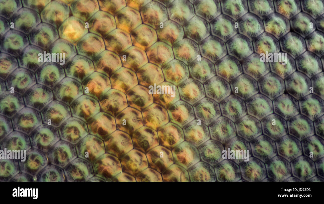 Extreme magnification - Horse fly compound eye under the microscope ...