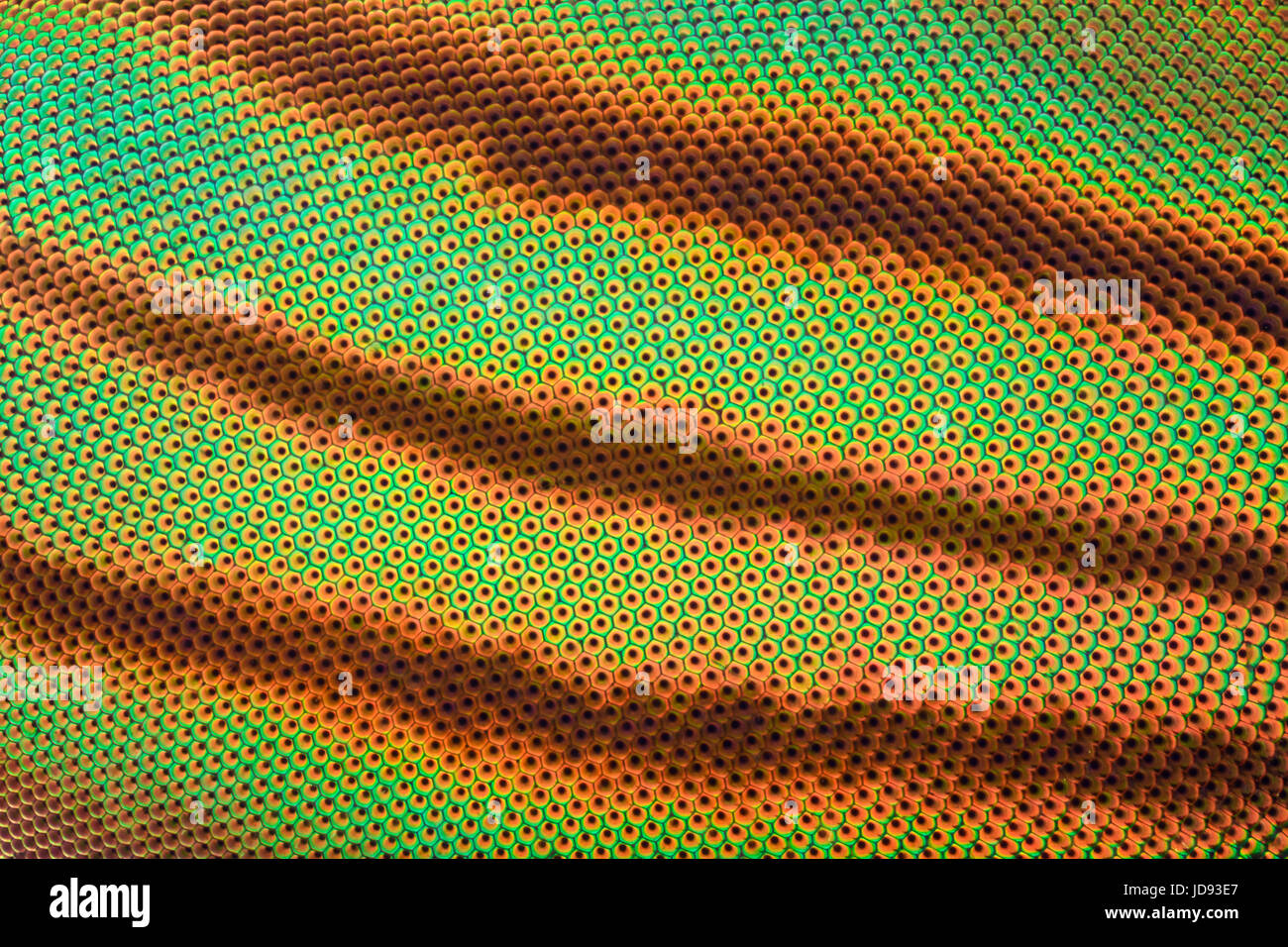 Extreme magnification - Horse fly compound eye under the microscope ...