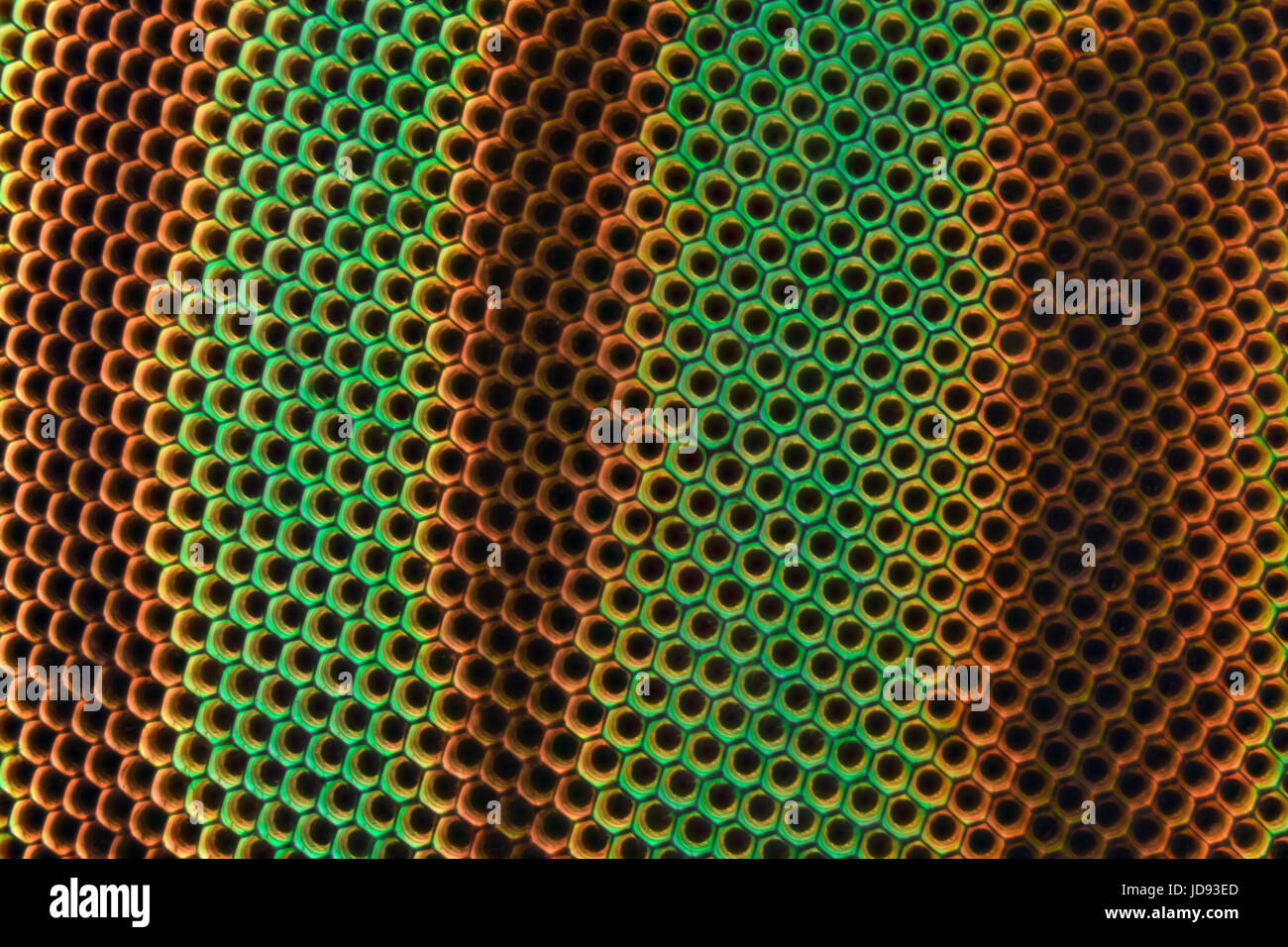 Extreme magnification - Horse fly compound eye under the microscope ...