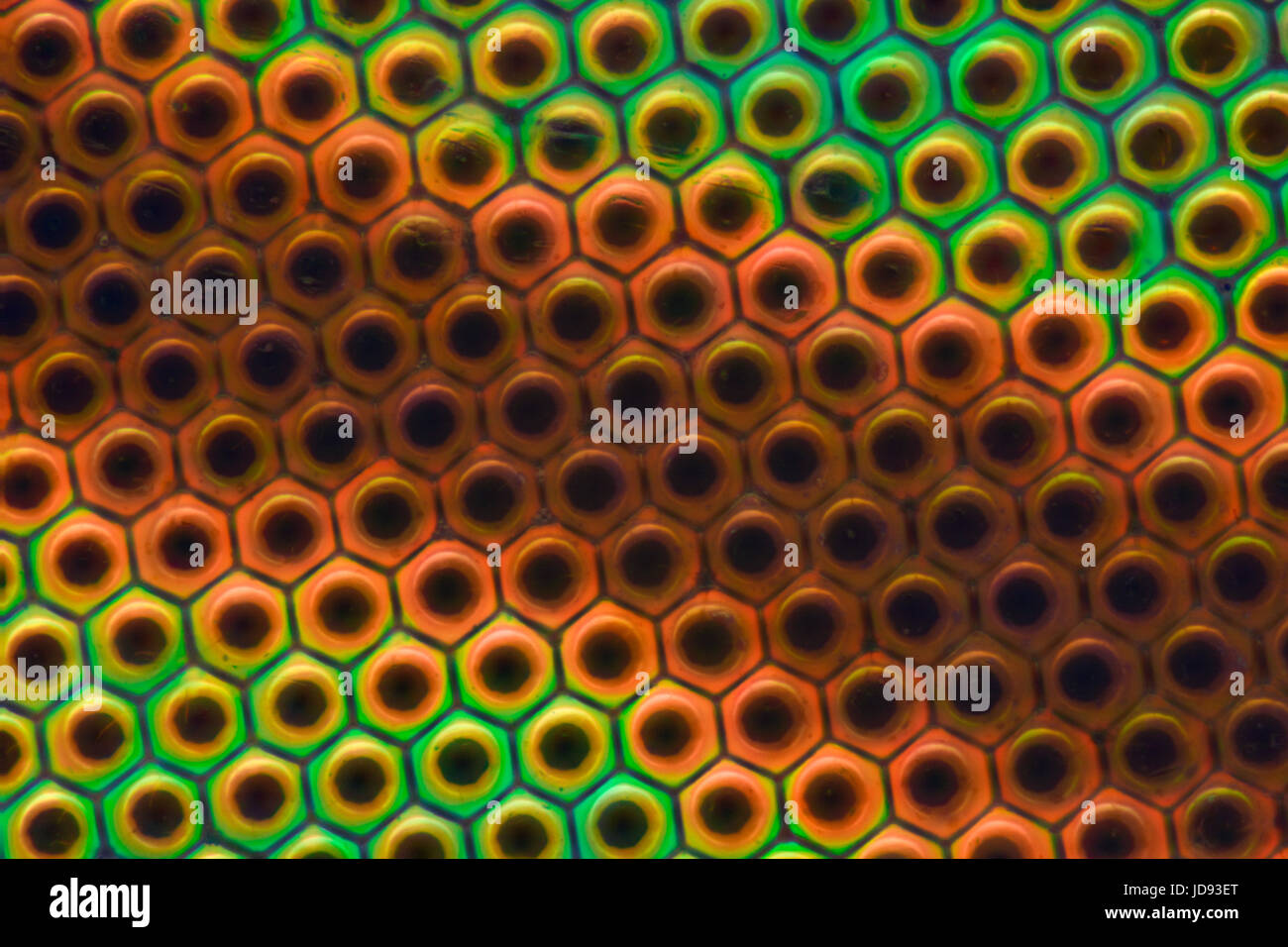 Extreme magnification - Horse fly compound eye under the microscope ...