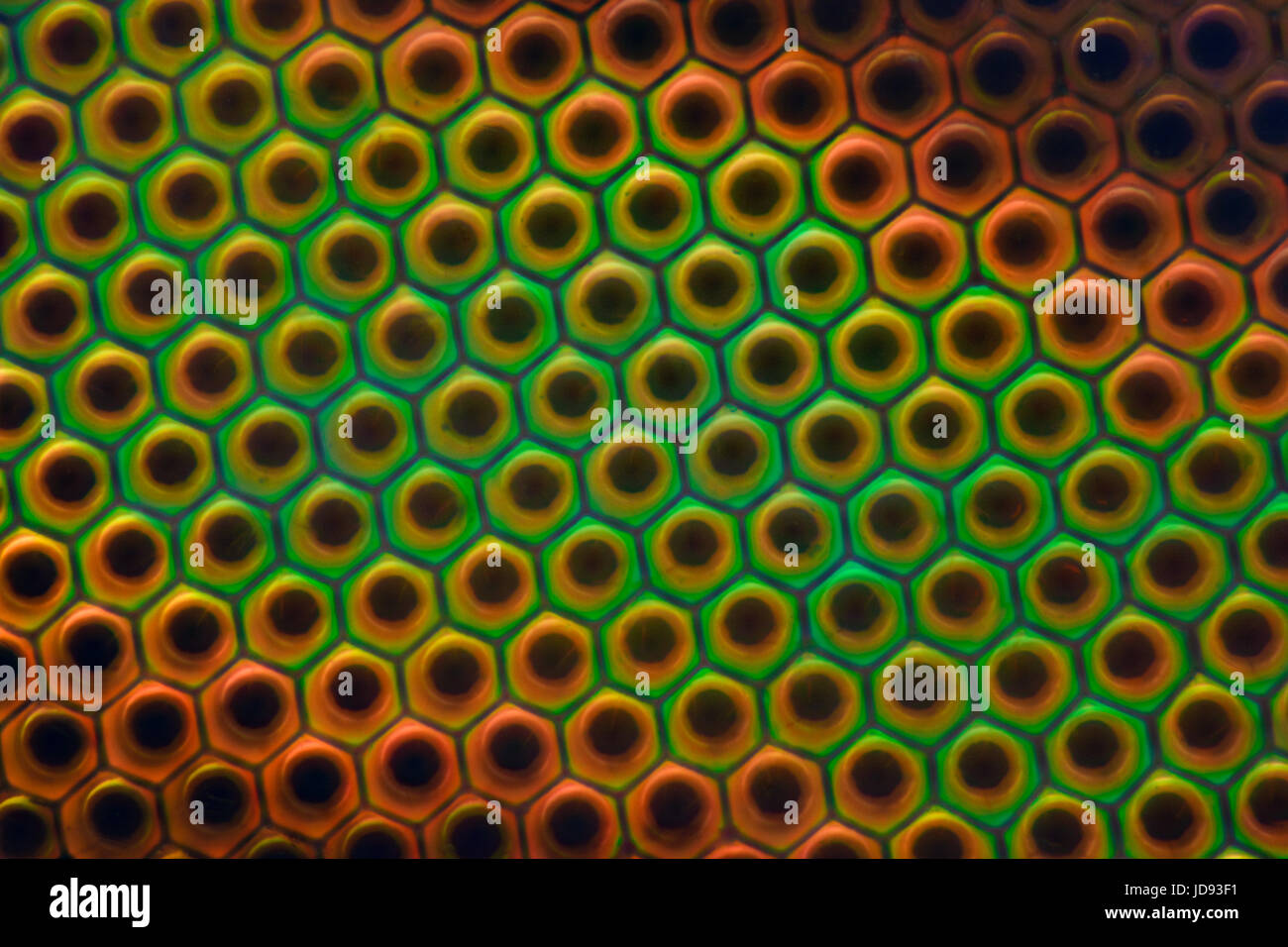Extreme magnification - Horse fly compound eye under the microscope ...
