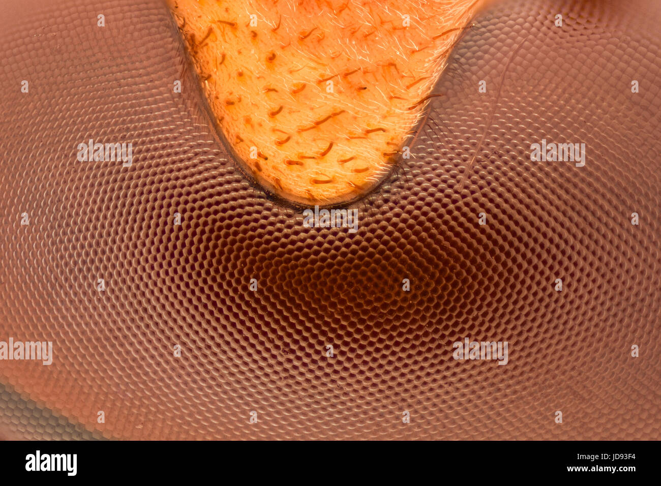 Extreme magnification - Fly compound eye under the microscope Stock ...