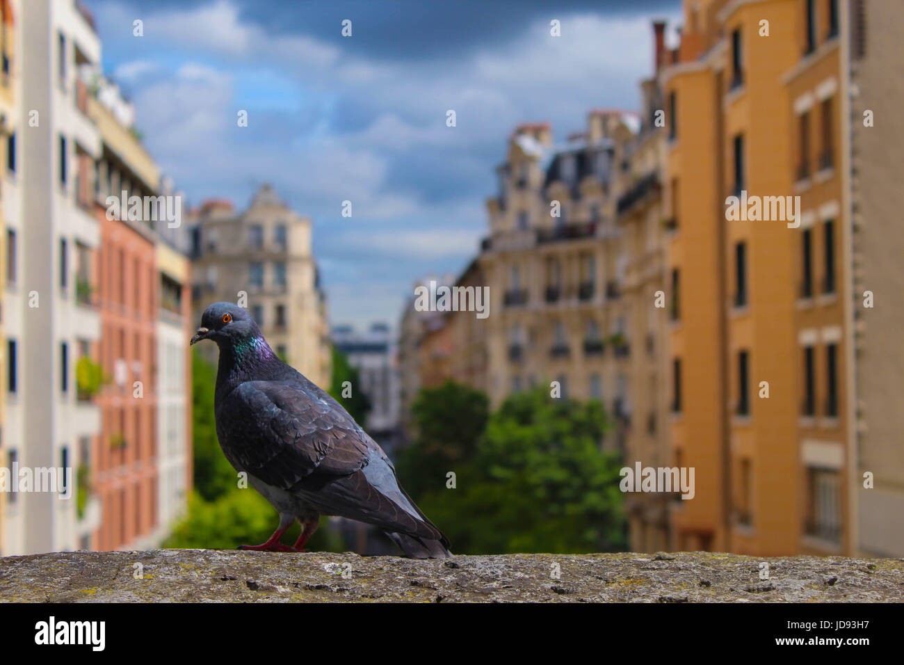Paris pigeon hi-res stock photography and images - Alamy