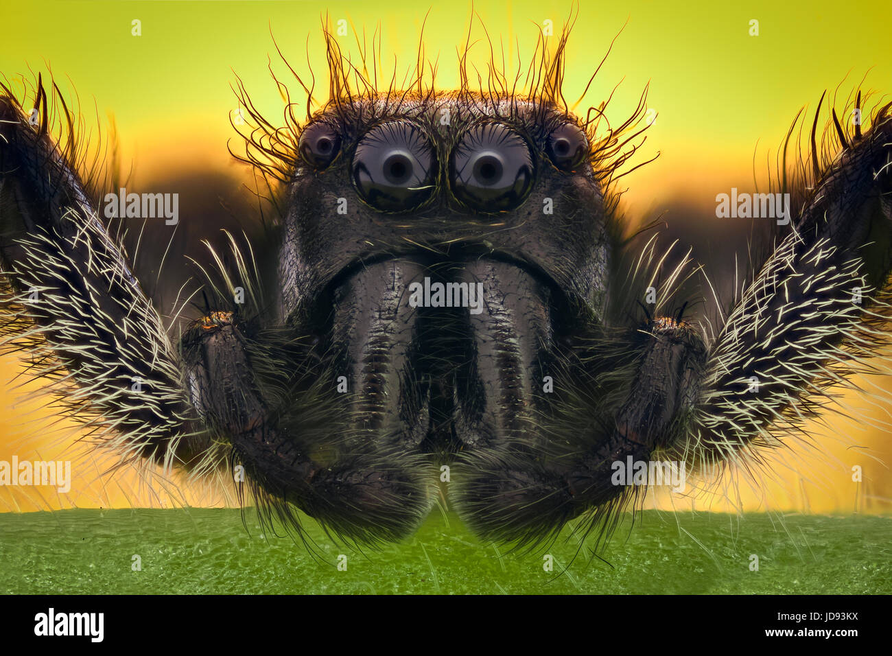Extreme magnification - Jumping spider Stock Photo - Alamy