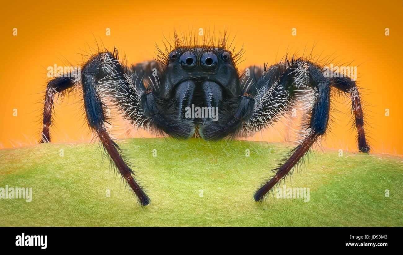 Extreme magnification - Jumping spider Stock Photo - Alamy