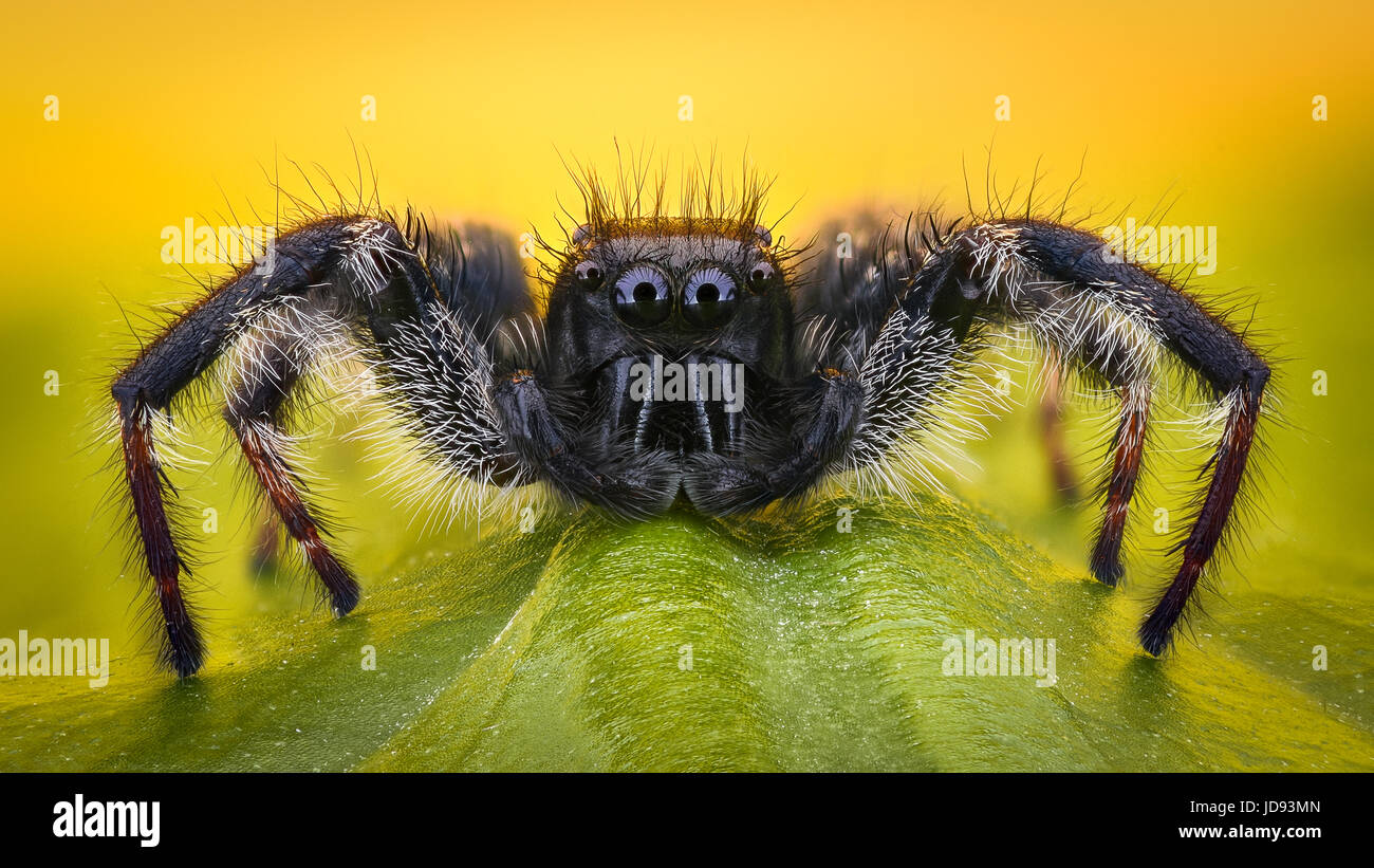 Extreme magnification - Jumping spider Stock Photo - Alamy