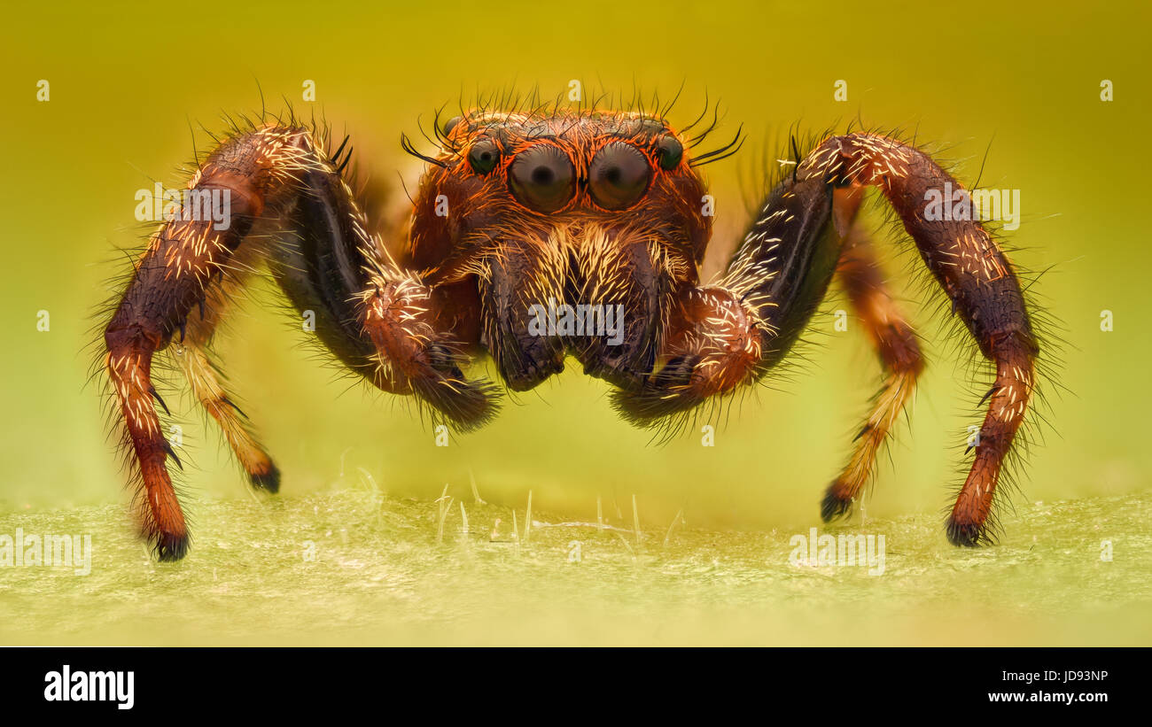 Extreme magnification - Jumping spider Stock Photo - Alamy