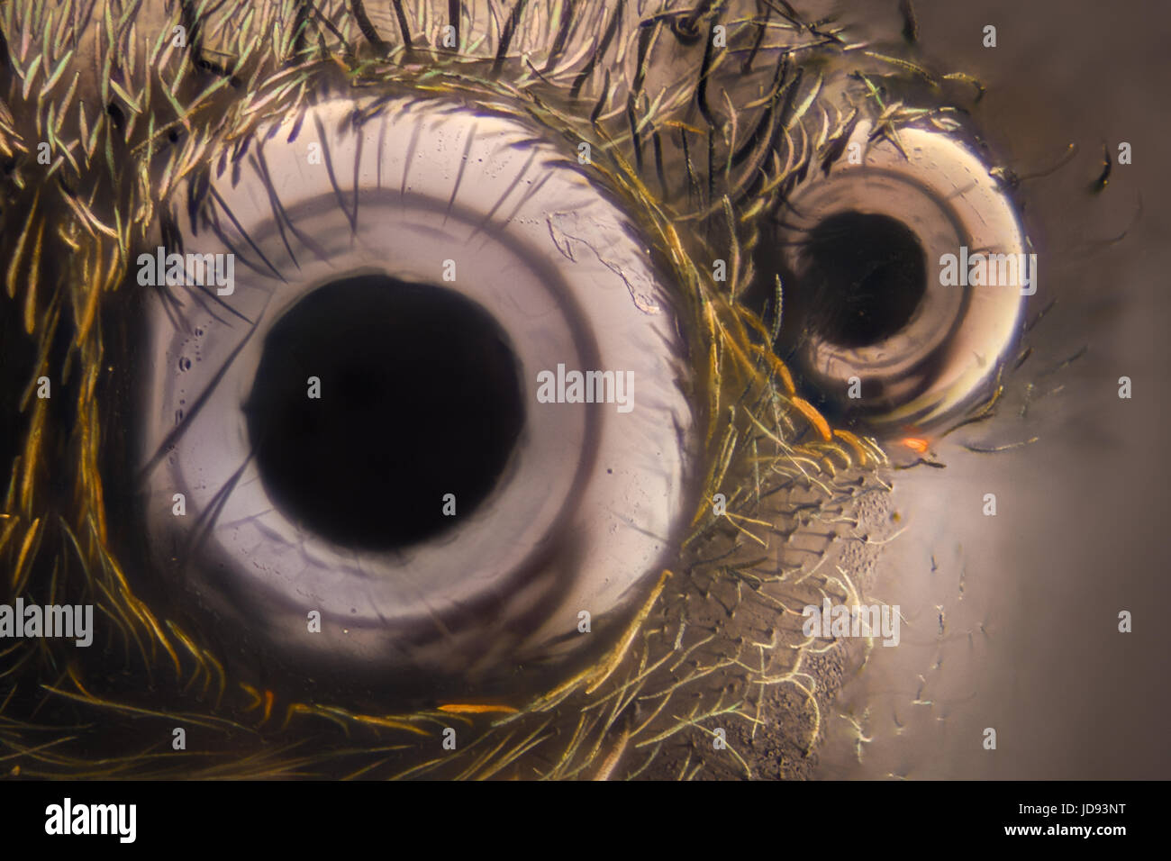 Extreme magnification - Jumping spider Stock Photo - Alamy