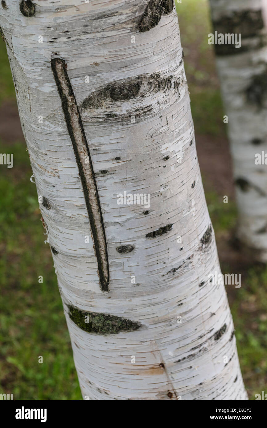 Silver birch trunk detail hi-res stock photography and images - Alamy