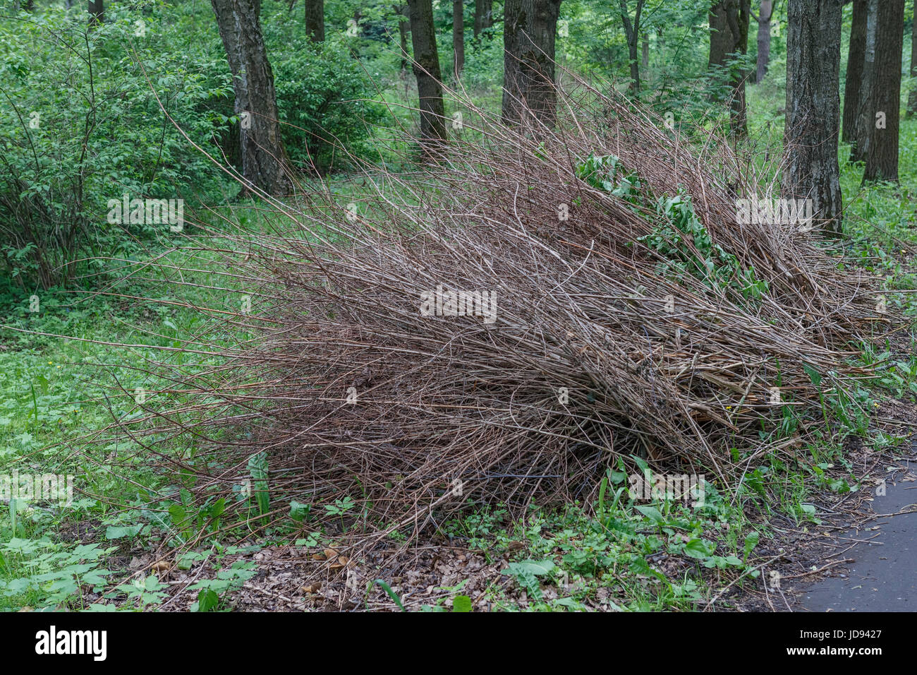 Cleaning of dry fallen trees from the branches in the park after the ...