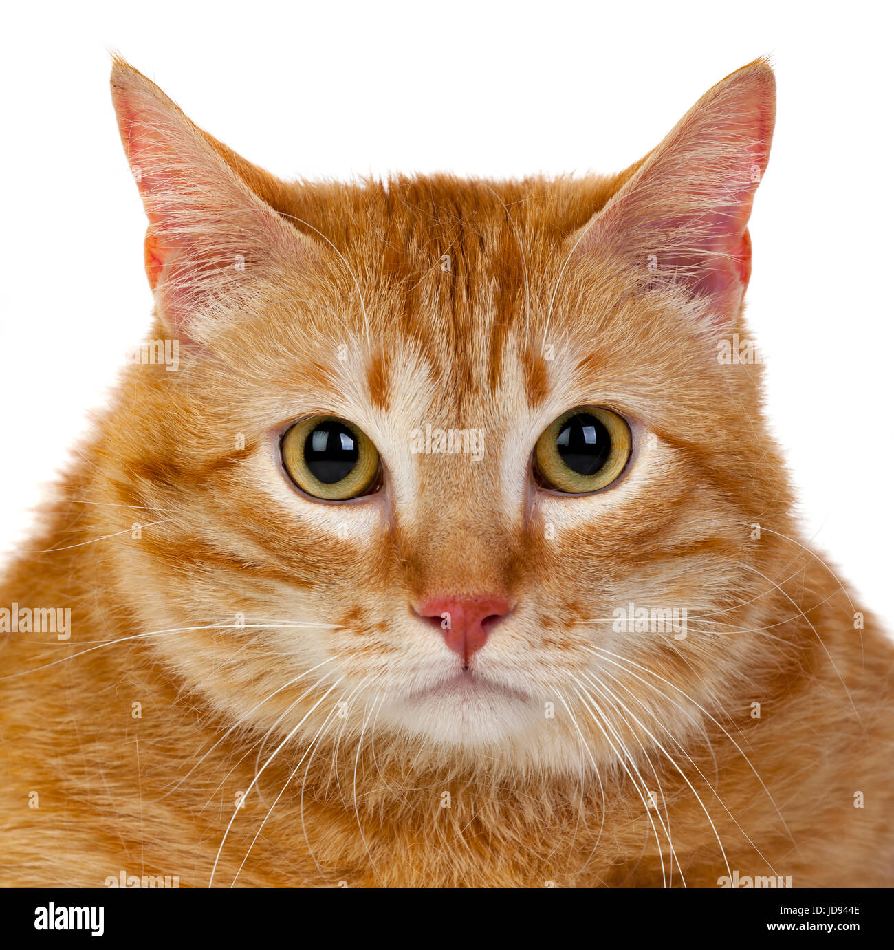 Adult red cat with overweigh isolated on a white background Stock Photo ...