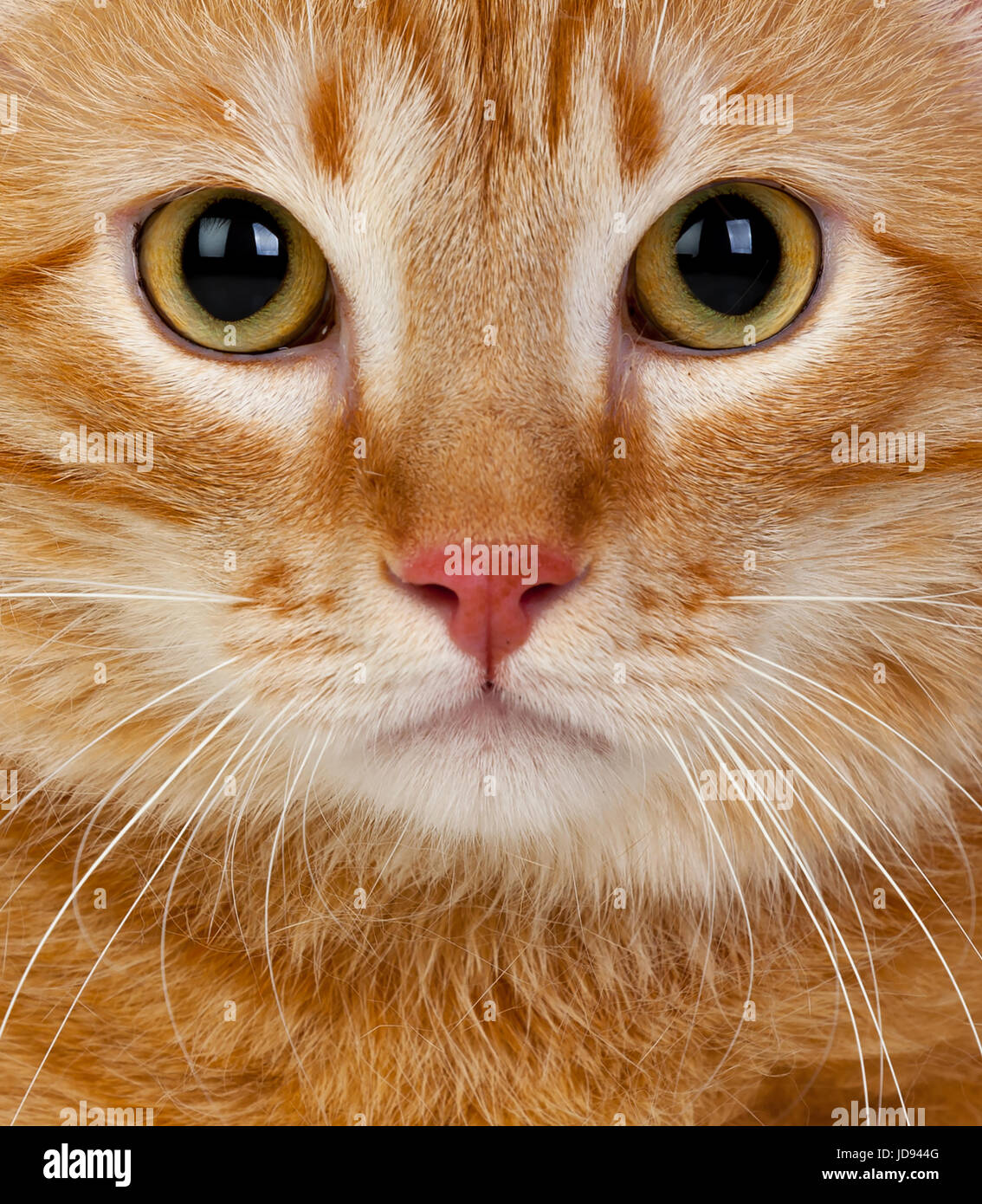 Close-up of a adult red cat with yellow eyes Stock Photo - Alamy