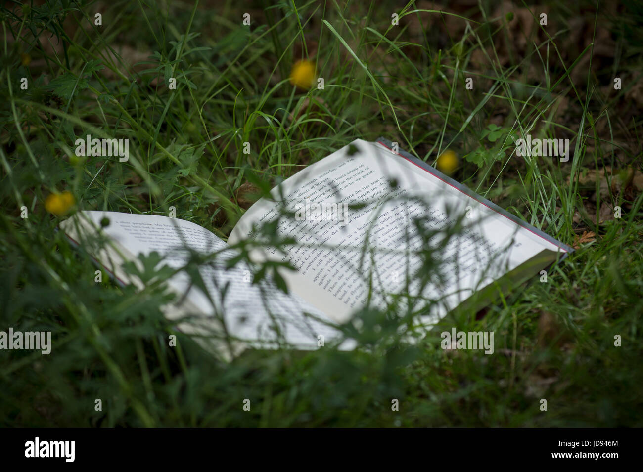 Night field and flowers hi-res stock photography and images - Alamy