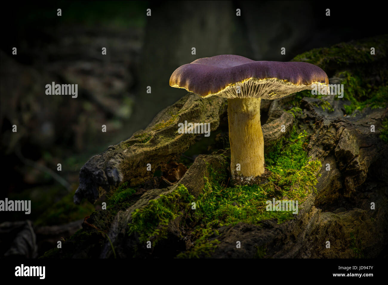 Lone Mushroom On Fallen Mossy Log n Dark Forest Stock Photo - Alamy