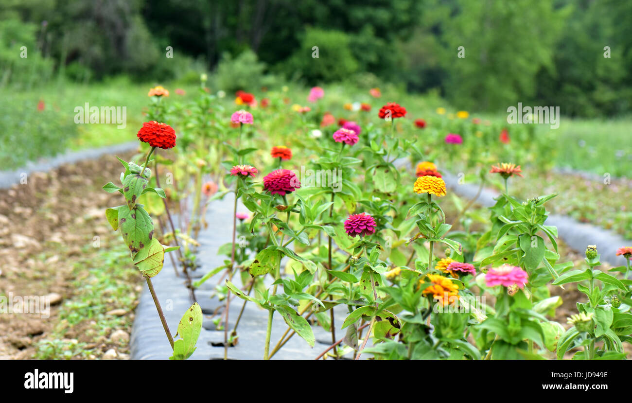 Vegetables and flowers grow in tidy rows at a community supported farm ...