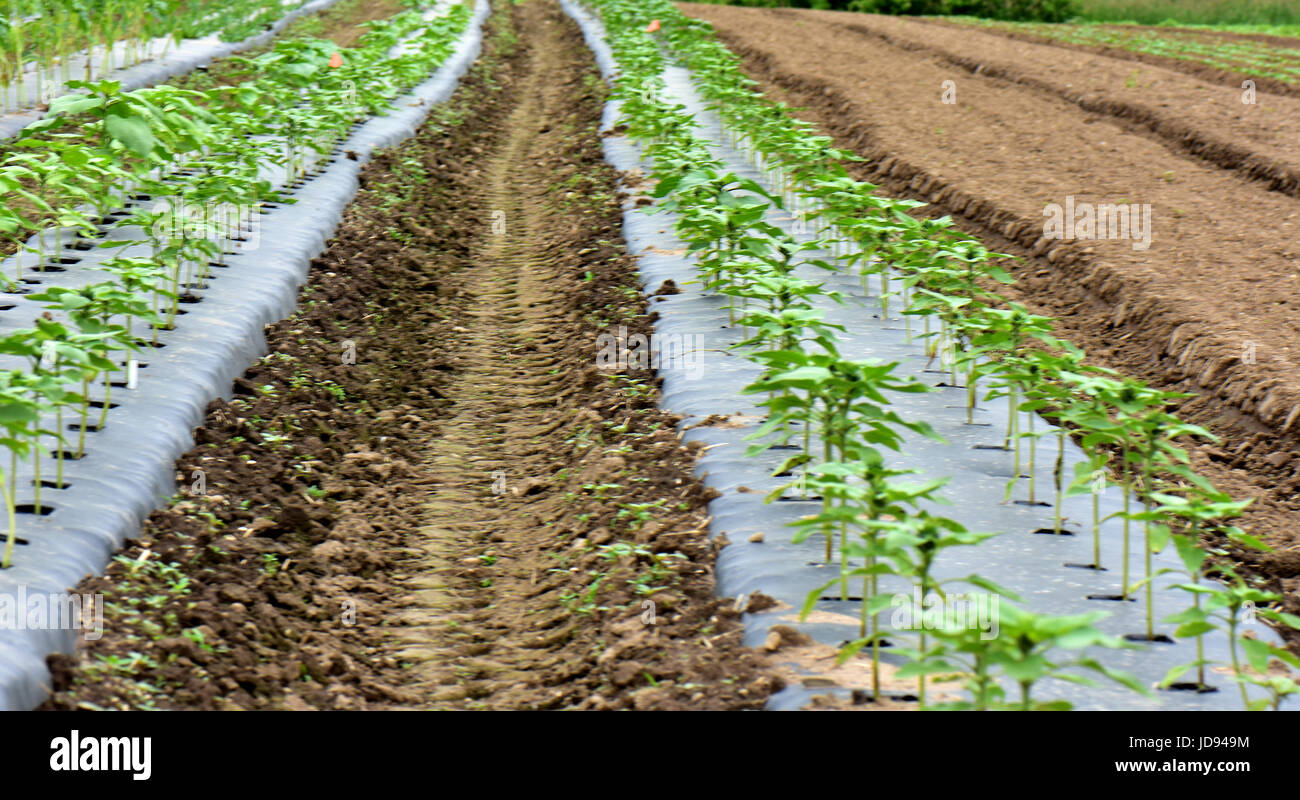 Vegetables and flowers grow in tidy rows at a community supported farm ...