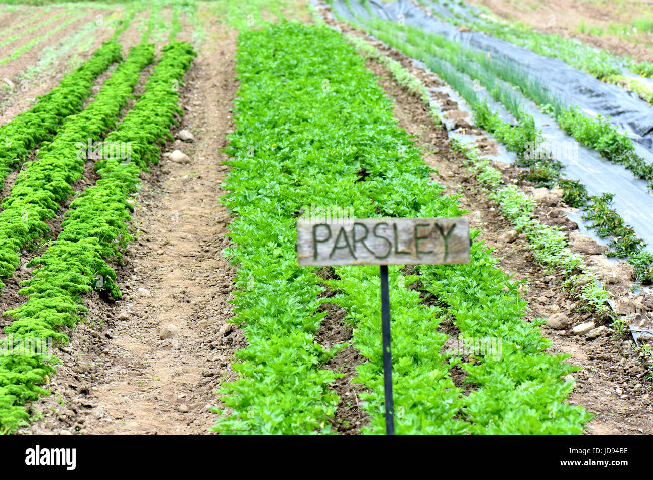 Vegetables and flowers grow in tidy rows at a community supported farm ...