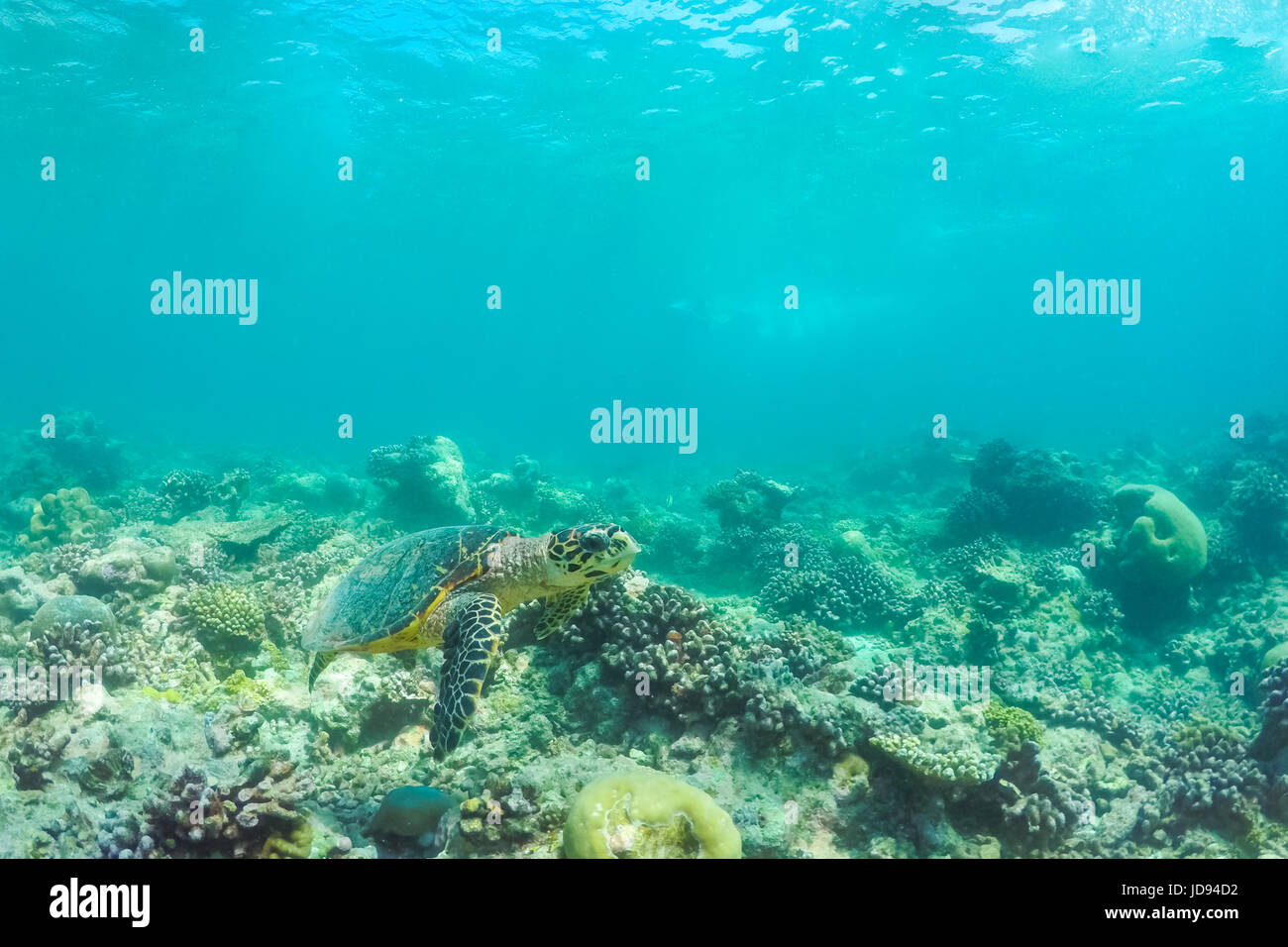 Underwater sealife, underwater animals. Sea turtle close up over coral ...