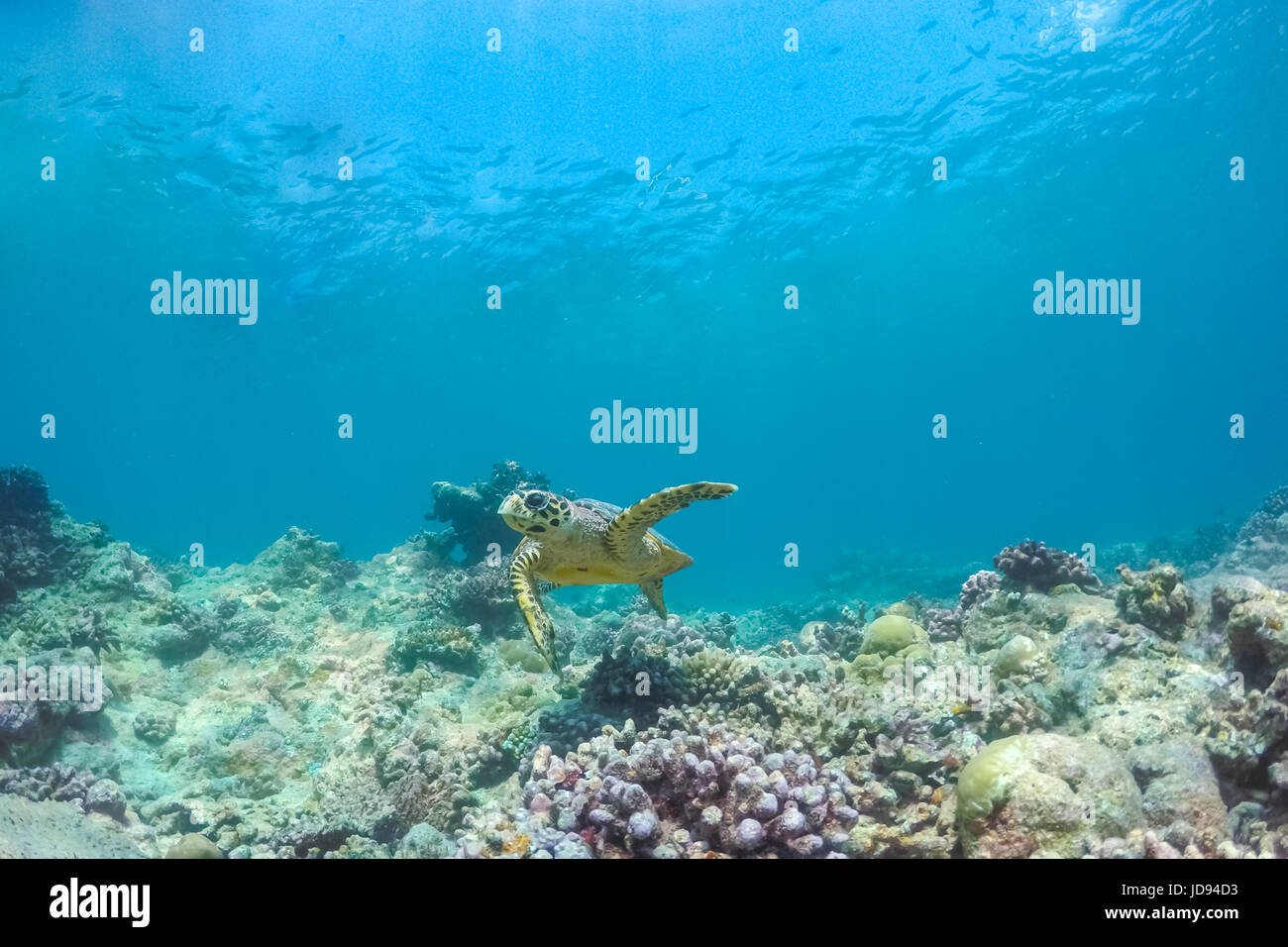 Underwater sealife, underwater animals. Sea turtle close up over coral ...