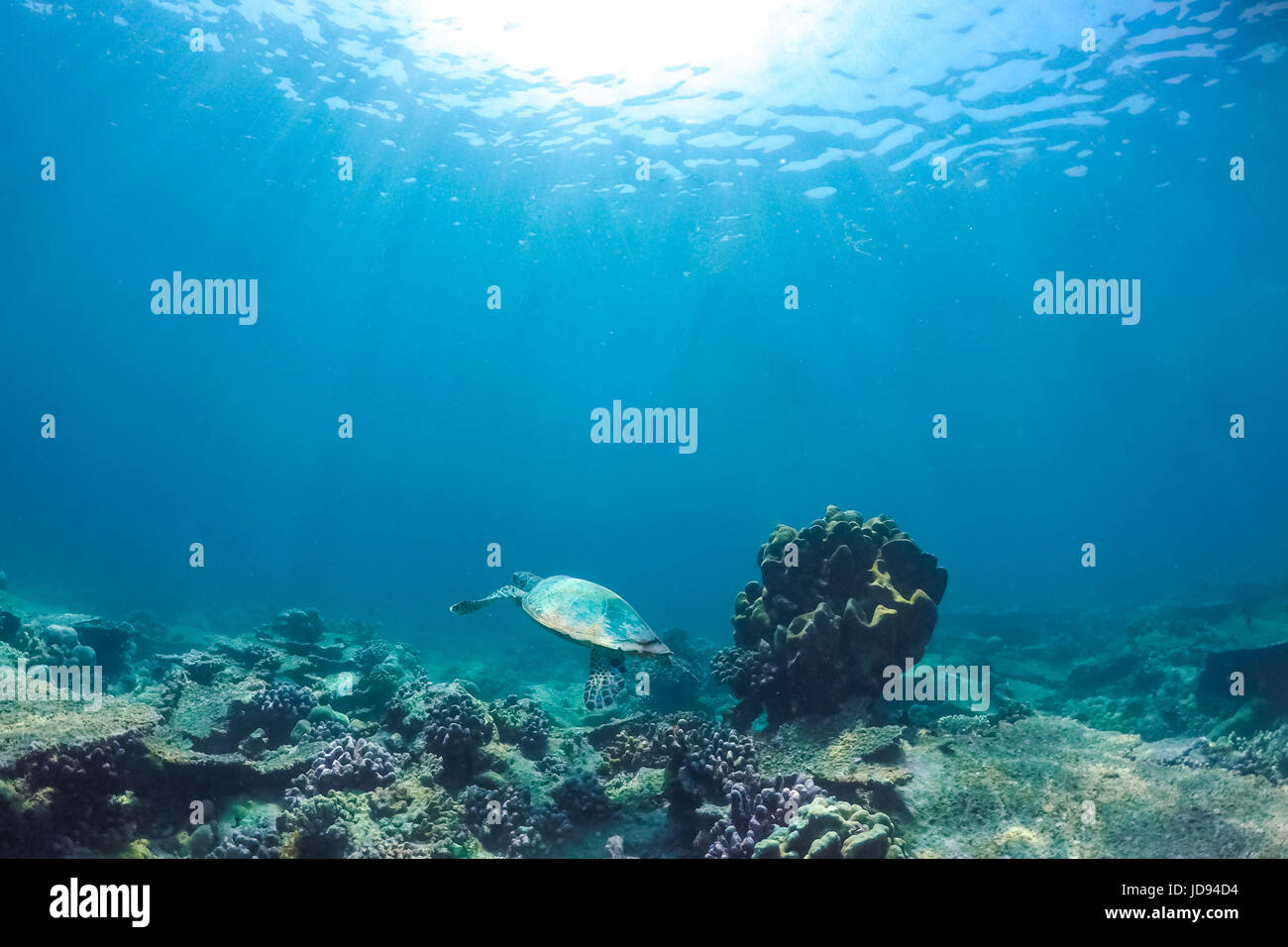 Underwater sealife, underwater animals. Sea turtle close up over coral ...
