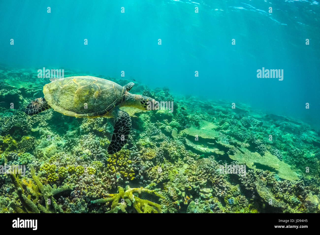 Underwater sealife, underwater animals. Sea turtle close up over coral ...