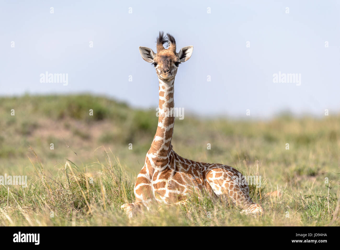 Young Giraffe sitting and looking at the camera Stock Photo - Alamy