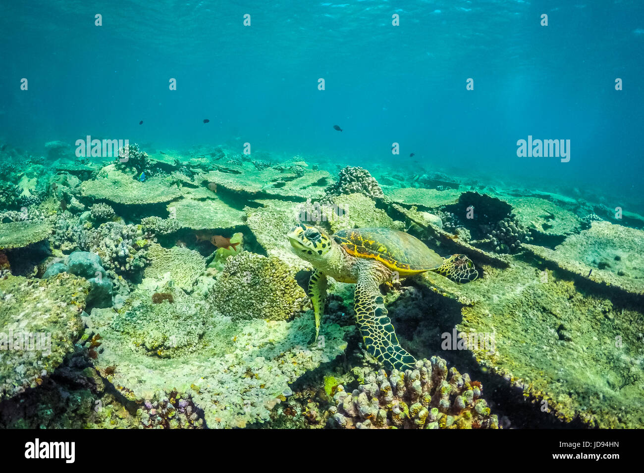 Underwater sealife, underwater animals. Sea turtle close up over coral ...