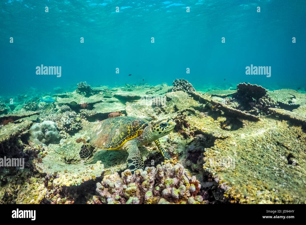 Underwater sealife hi-res stock photography and images - Alamy