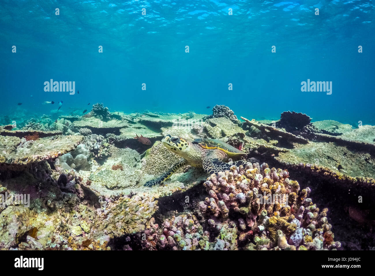 Underwater sealife, underwater animals. Sea turtle close up over coral ...