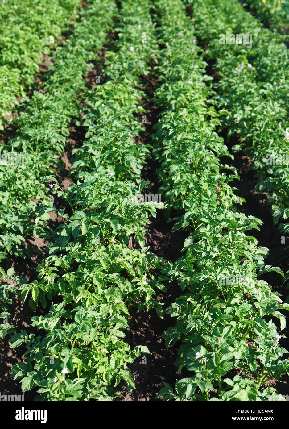 A green field of potatoes growing up Stock Photo - Alamy