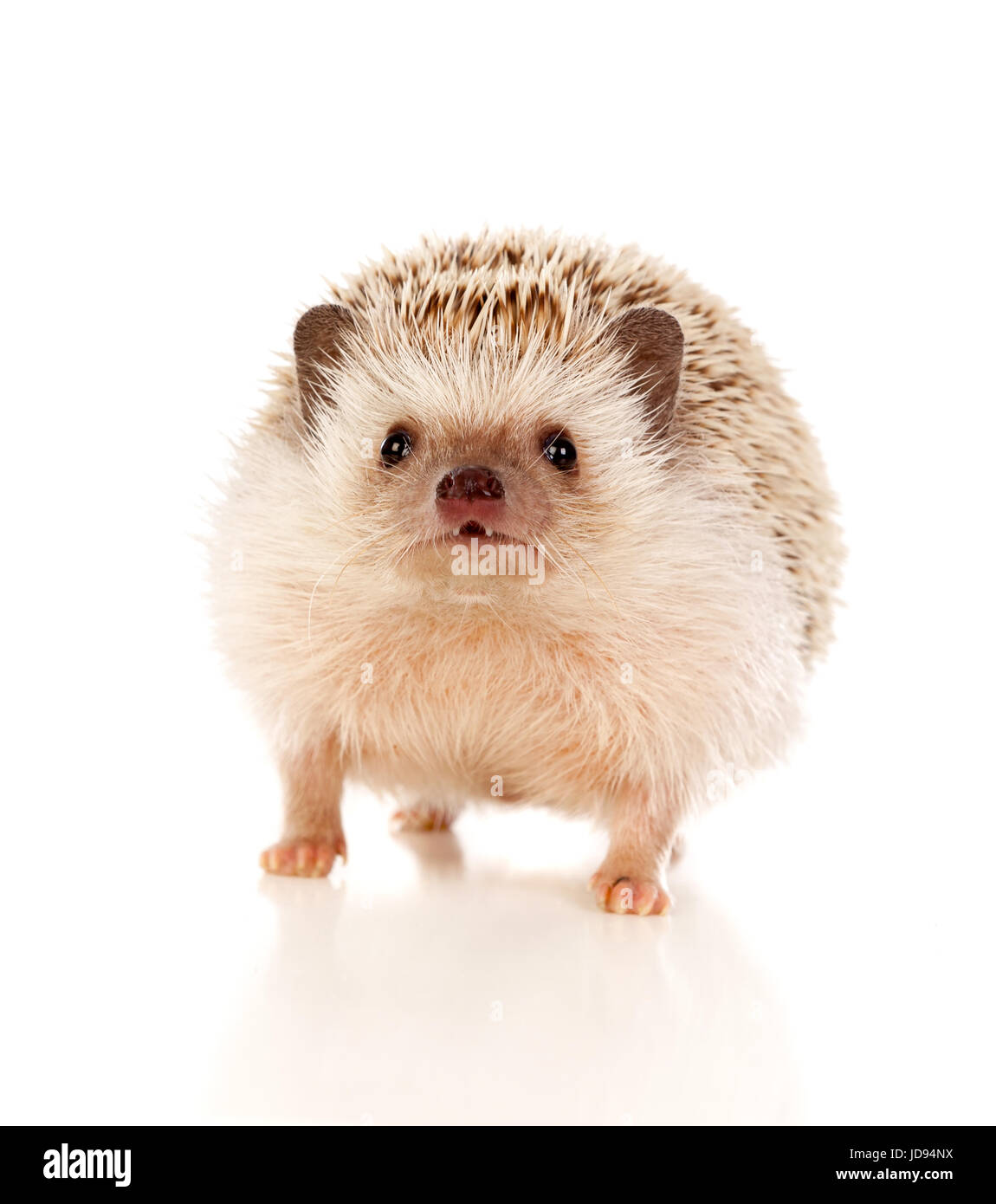 Nice pet. Brown hedgehog isolated on white background Stock Photo - Alamy