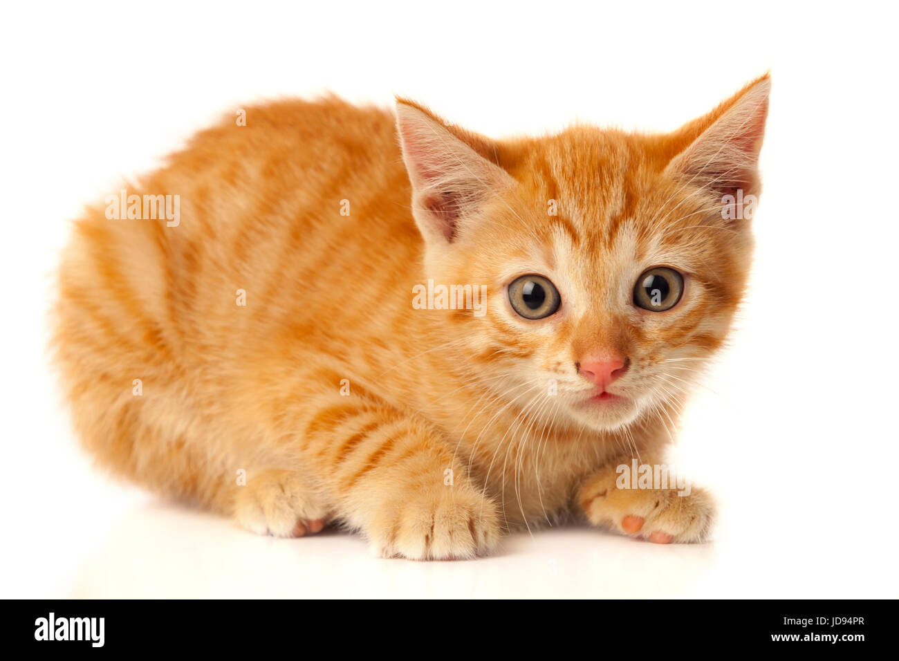 Beautiful small red cat looking at camera isolated on a white ...