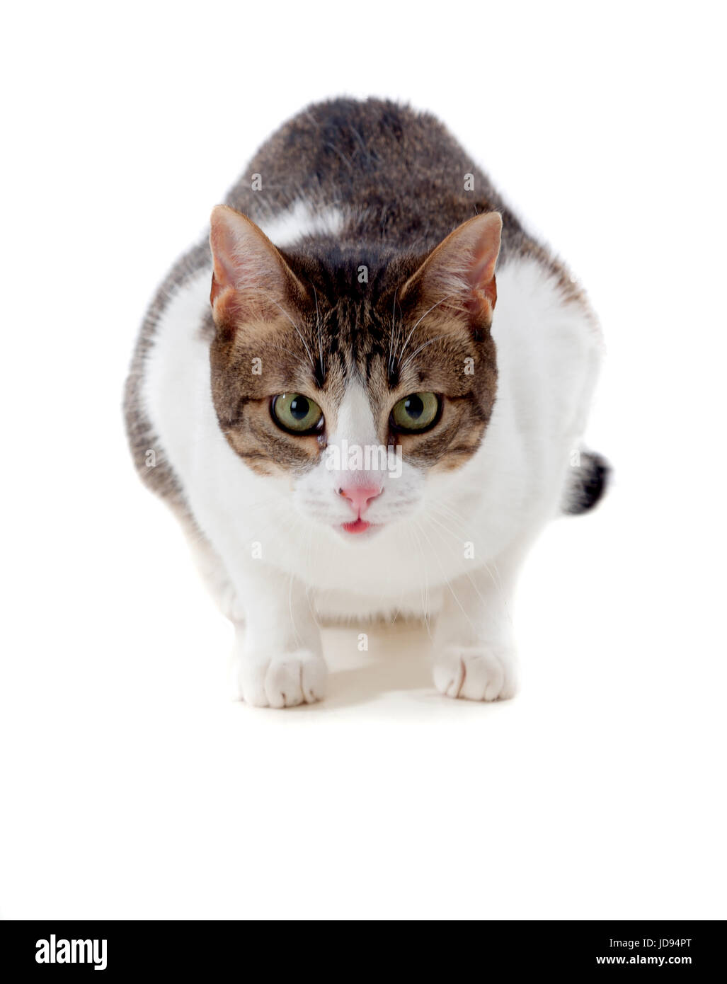 Beautiful adult cat crouching isolated on a white background Stock ...