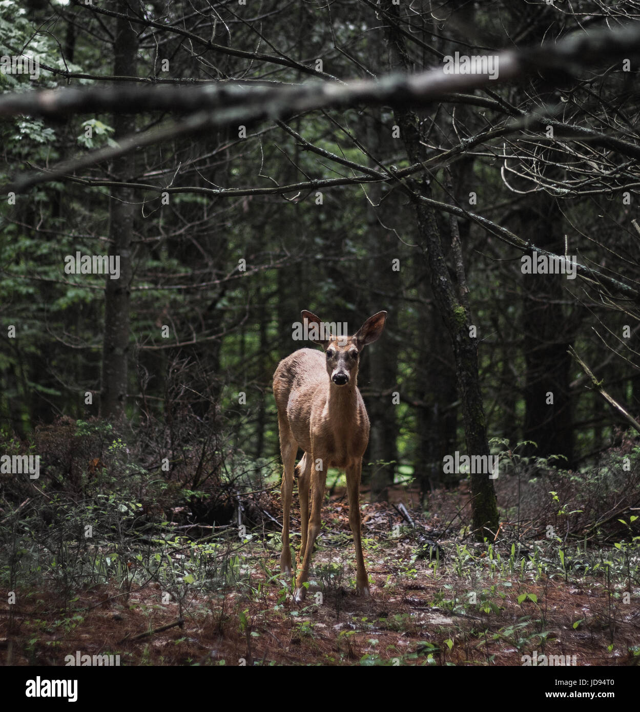 Deer in forset hi-res stock photography and images - Alamy