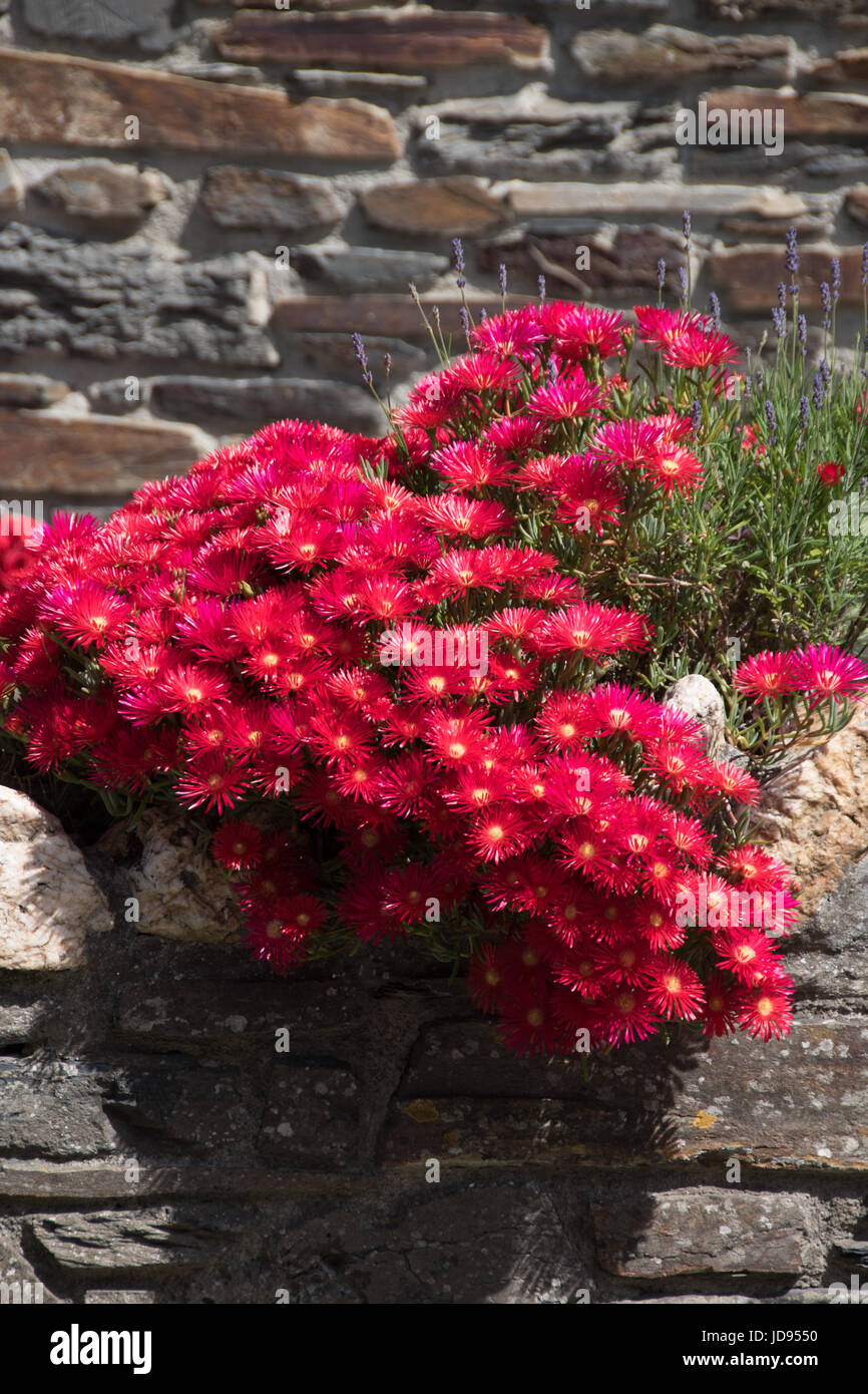 Bright red Lampranthus Stock Photo - Alamy