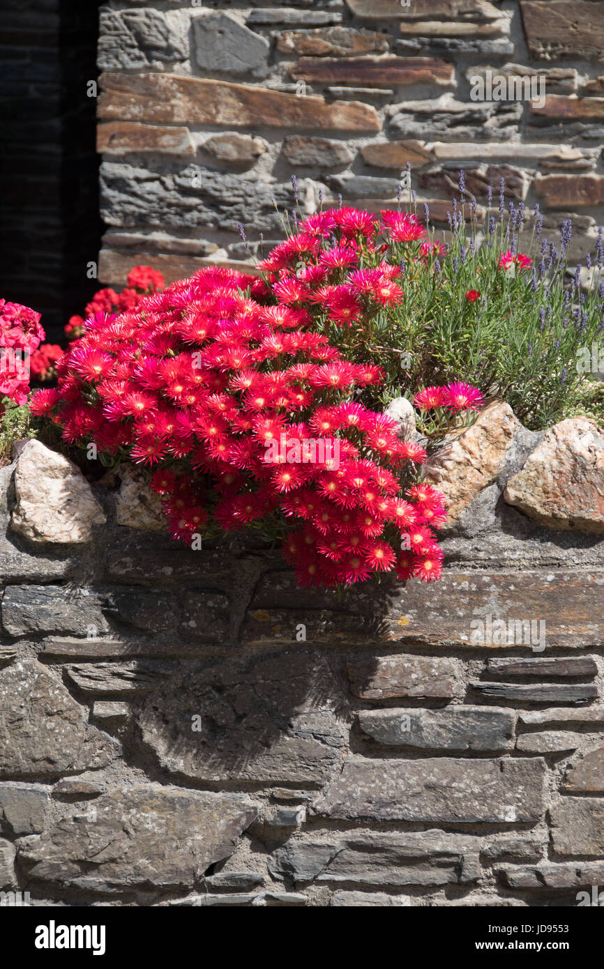 Lampranthus spectabilis trailing ice plant hi-res stock photography and ...