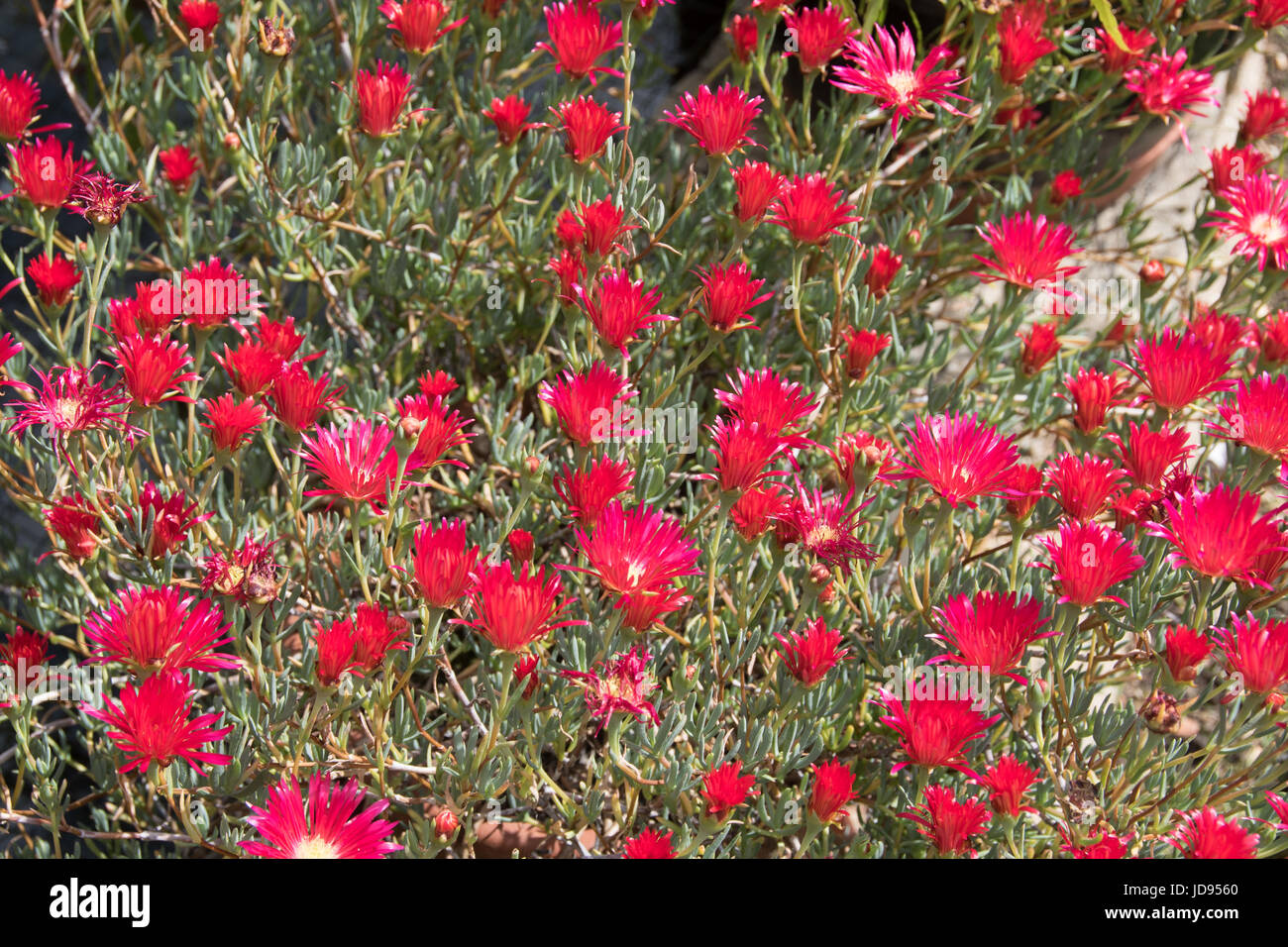 Bright red Lampranthus Stock Photo - Alamy