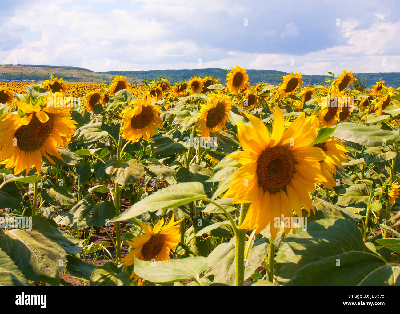 Summer landscape - Field with sunflowers, recorded in Bulgaria Stock ...