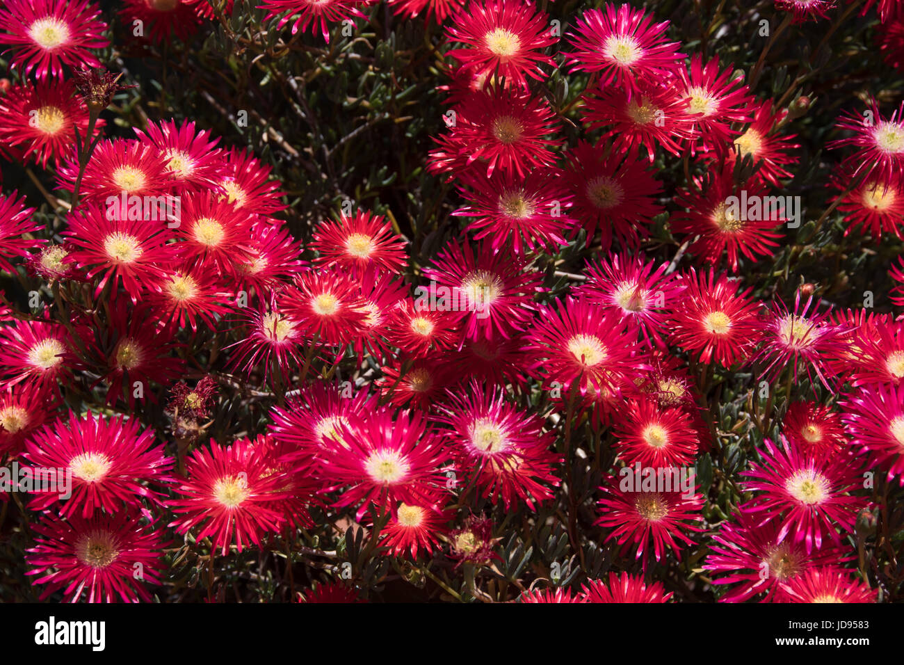 Bright red Lampranthus Stock Photo - Alamy