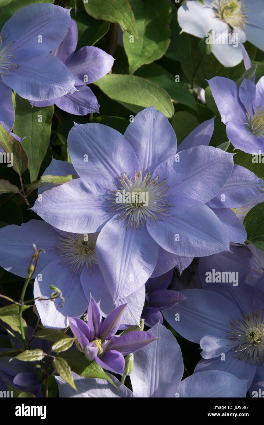 Class 2 clematis hi-res stock photography and images - Alamy