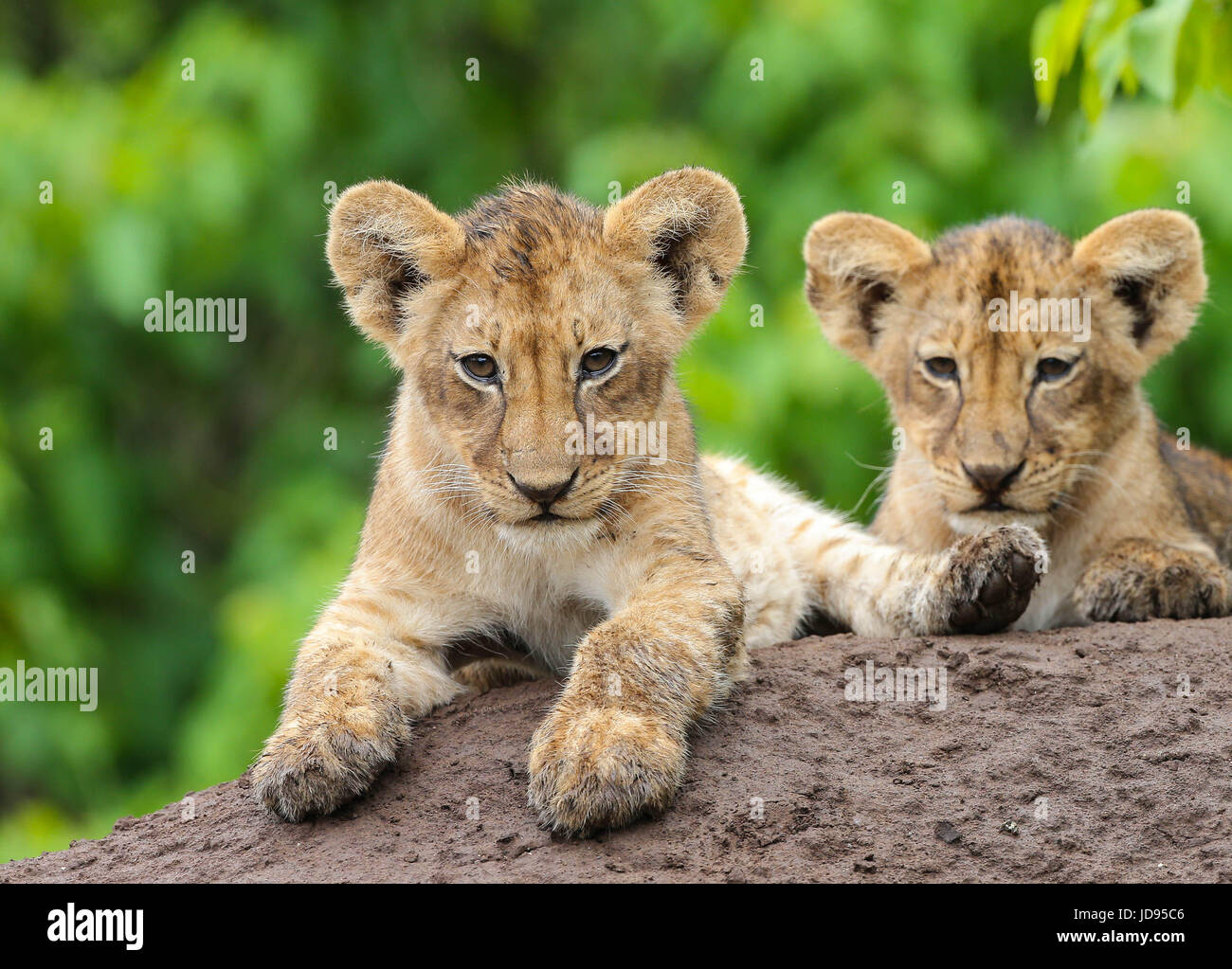 Born A Lion Background