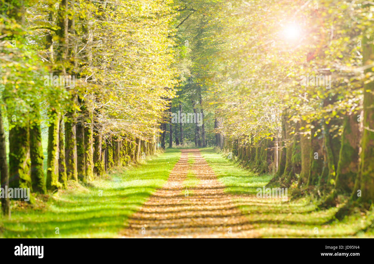 tree alley with sunbeams and path Stock Photo - Alamy