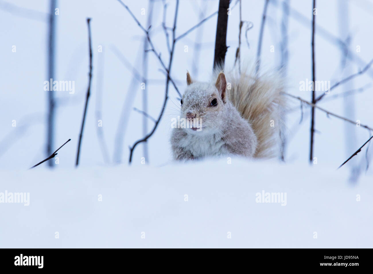 Leucistic Squirrel High Resolution Stock Photography and Images - Alamy