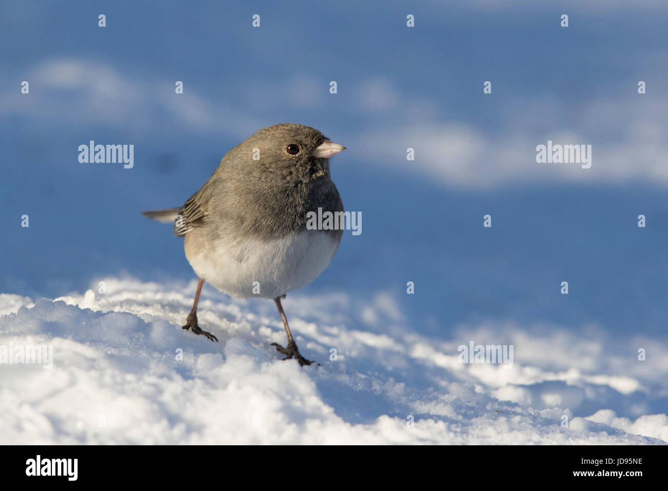 Dark eyed junco in tree snow hi-res stock photography and images - Alamy