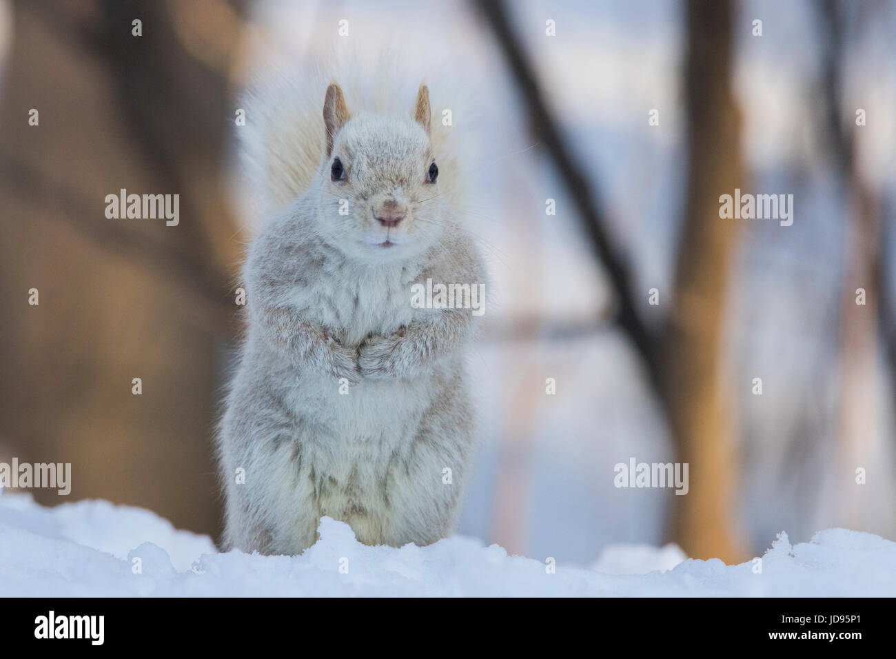 White squirrel hi-res stock photography and images - Alamy